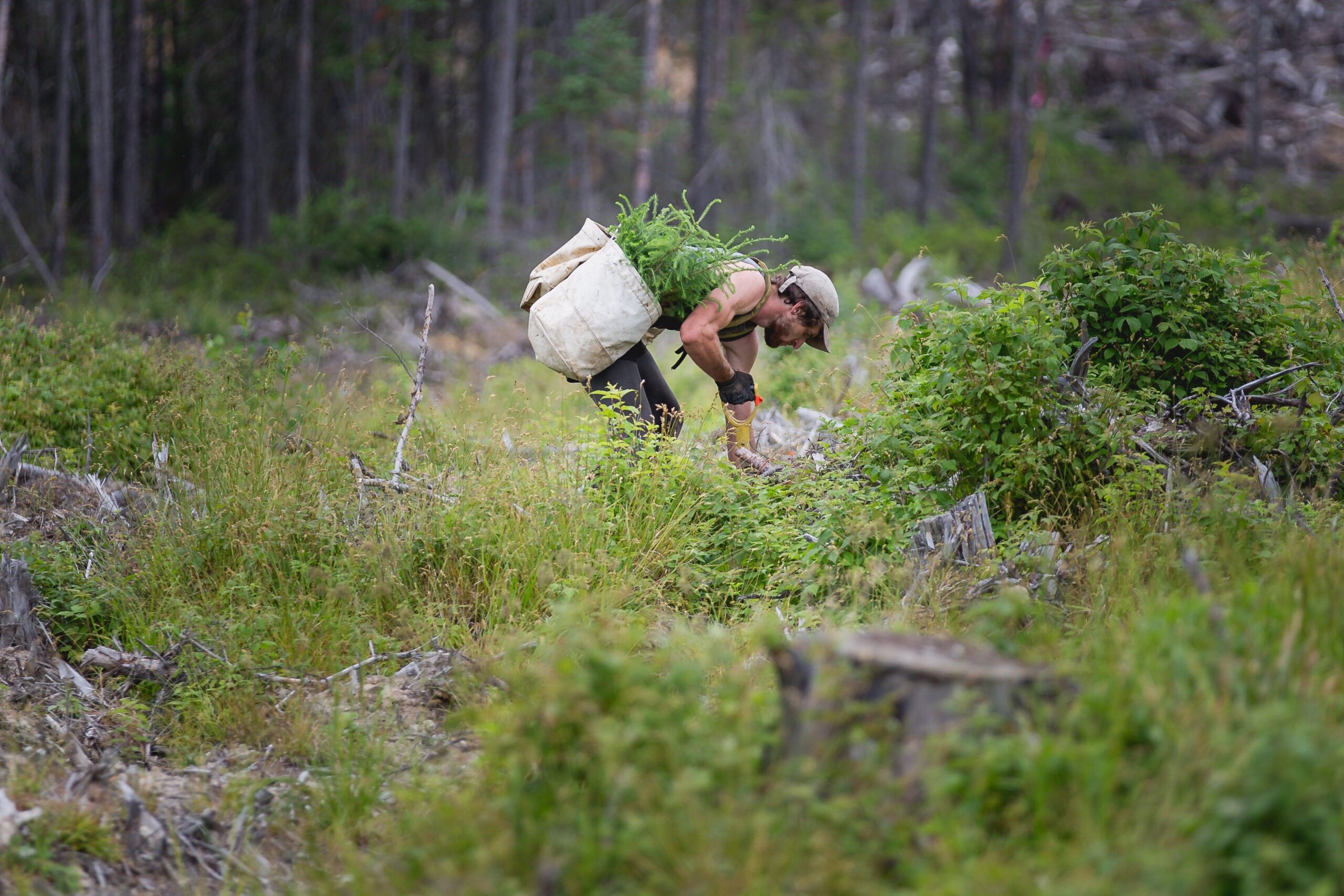 Only Oak Partner with One Tree Planted - Only Oak Furniture